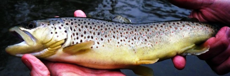 Fly Fishing On The Animas River In Colorado - The Perfect Fly Store