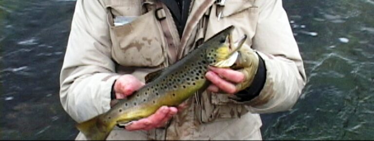 Fly Fishing Report On The Big Hole River - The Perfect Fly Store