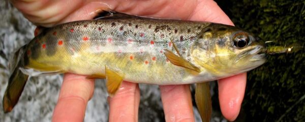Fly Fishing On The Slate Run Creek Pennsylvania - The Perfect Fly Store
