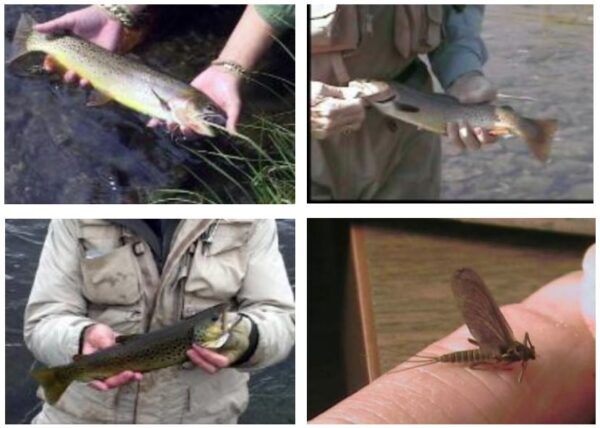 Fly Fishing DVD - Fly Fishing Yellowstone National Park - The Perfect ...
